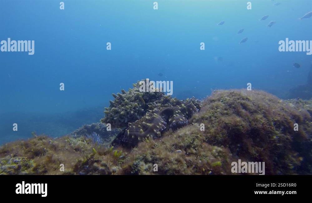 Annoyed Octopus Fish Attack.Grumpy Squid Frustrated.Colourful Reef ...
