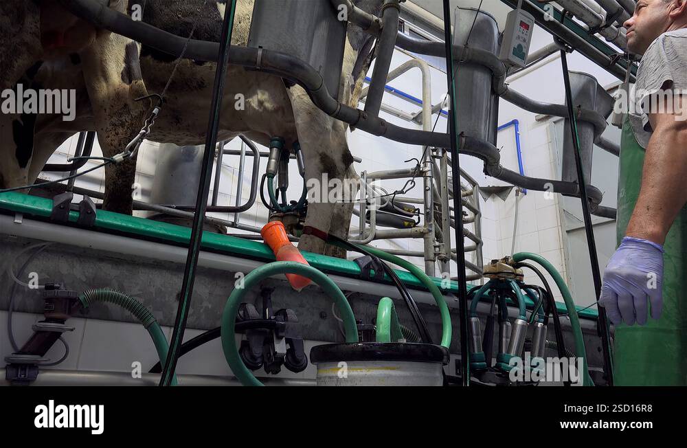 Finishing of the automatic milking process with the detaching of milker ...