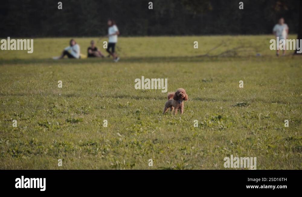 Small puppy dog runs over a green meadow in spring Stock Video Footage ...