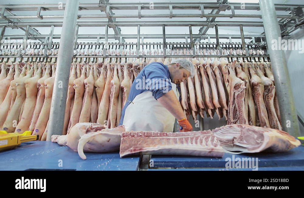 Worker using an electric saw, cuts pieces of pork meat. Deboning of pig ...