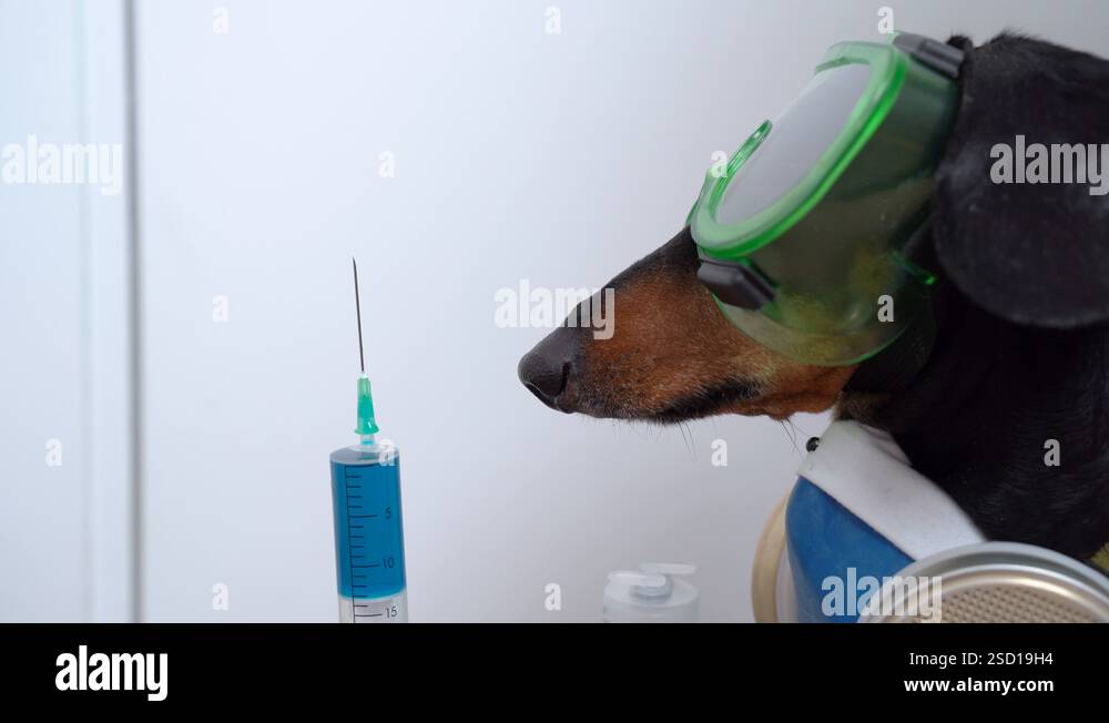 Black and tan cute dachshund dog in a hazardous materials suit with ...