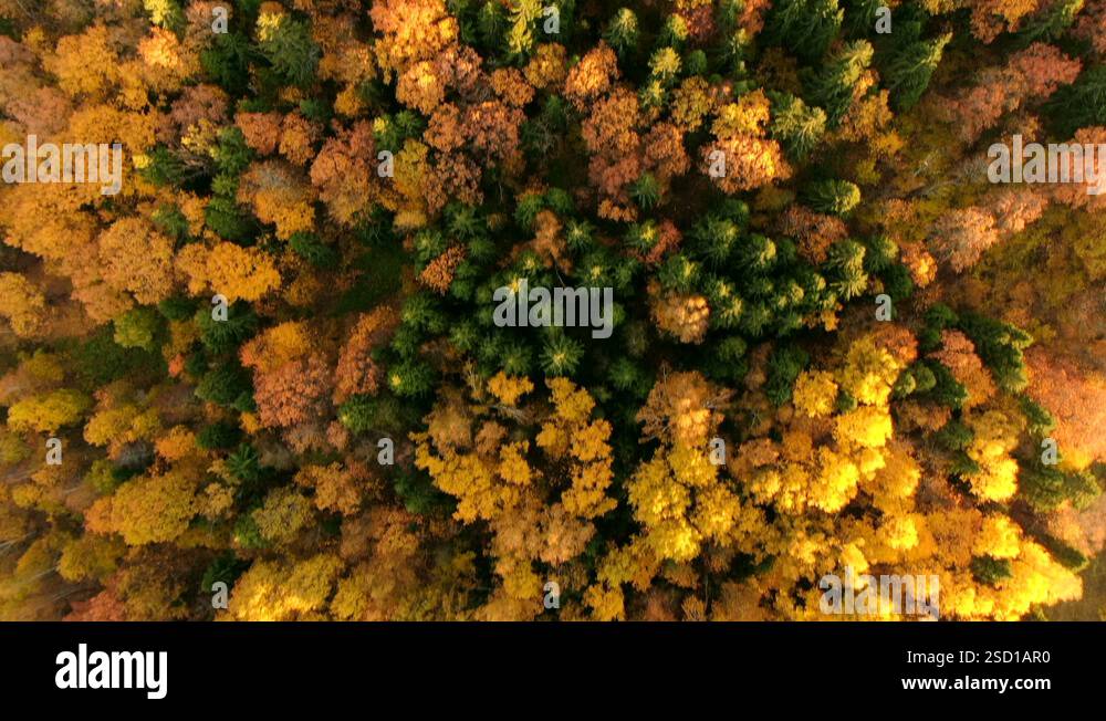 Golden autumn. Flight over autumn forest from altitude on sunny day ...