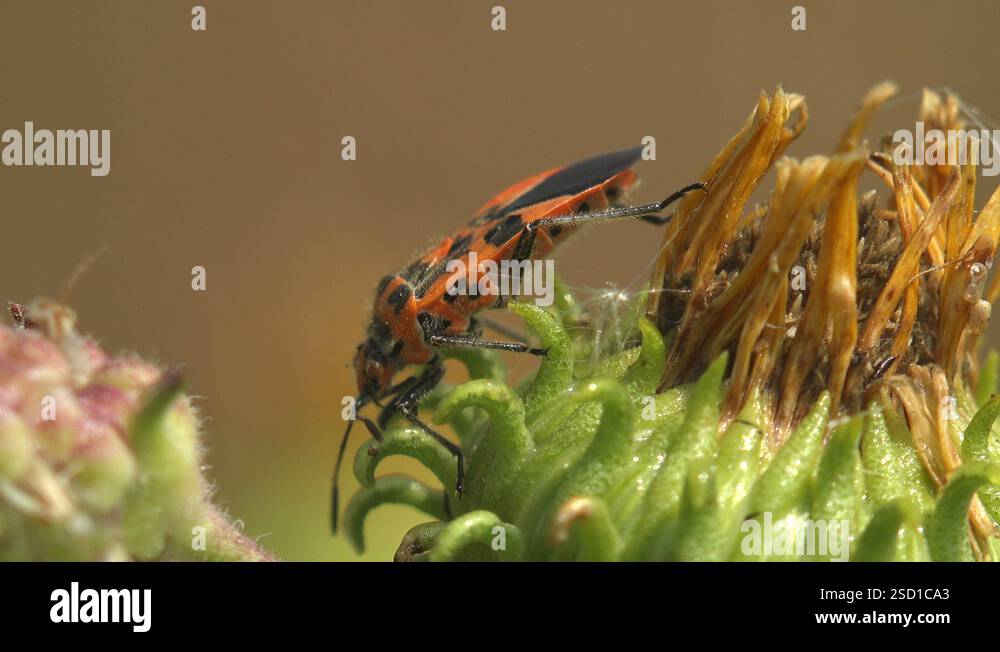 Bug drinks juice on young plant. Firebug, Pyrrhocoris apterus, insect ...