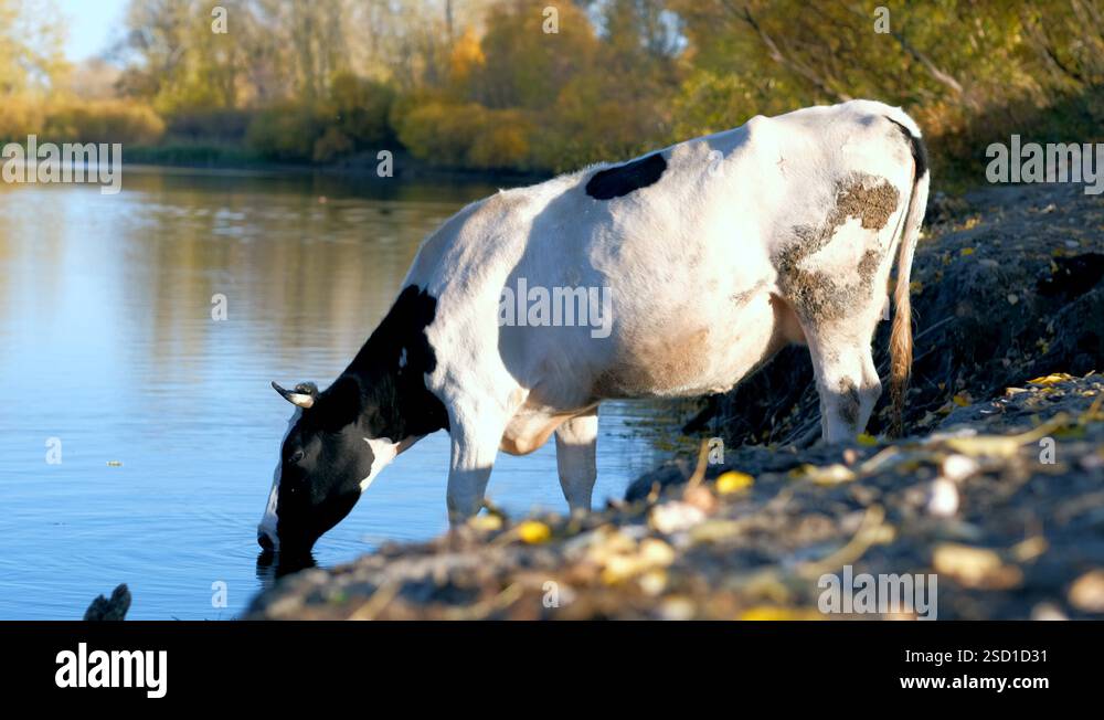 Spotted black and white cow drink water from river Stock Video Footage ...