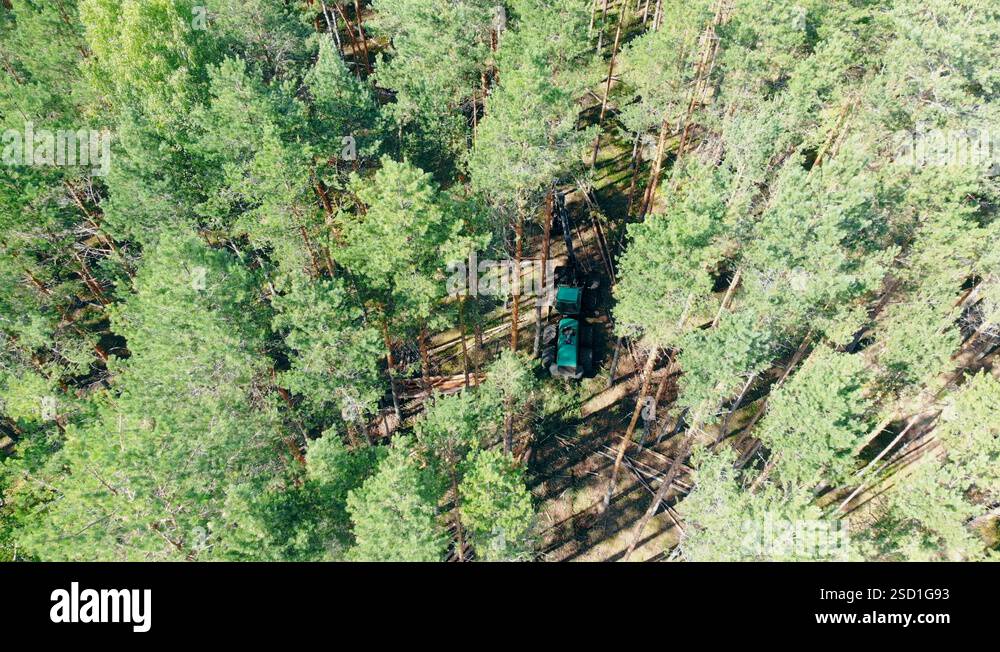 Top view of the woods getting chopped by the harvester. Deforestation ...