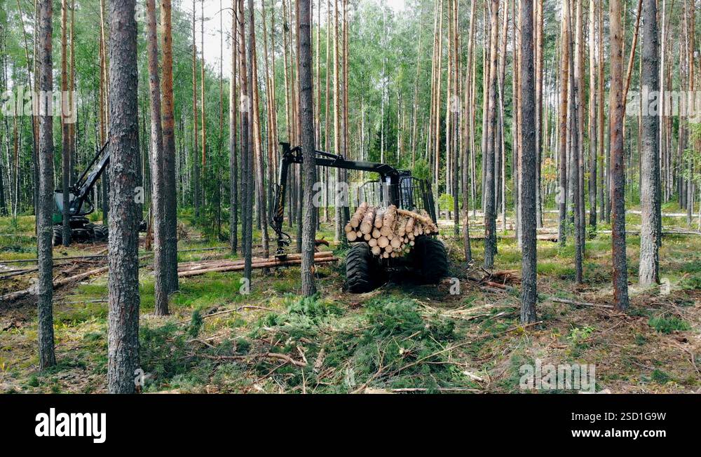 Deforestation, forest cut concept. Loading process of sawn pines held ...