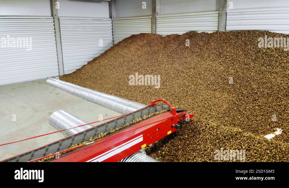 Potatoes move on special conveyor machinery belt and fit into a storage ...