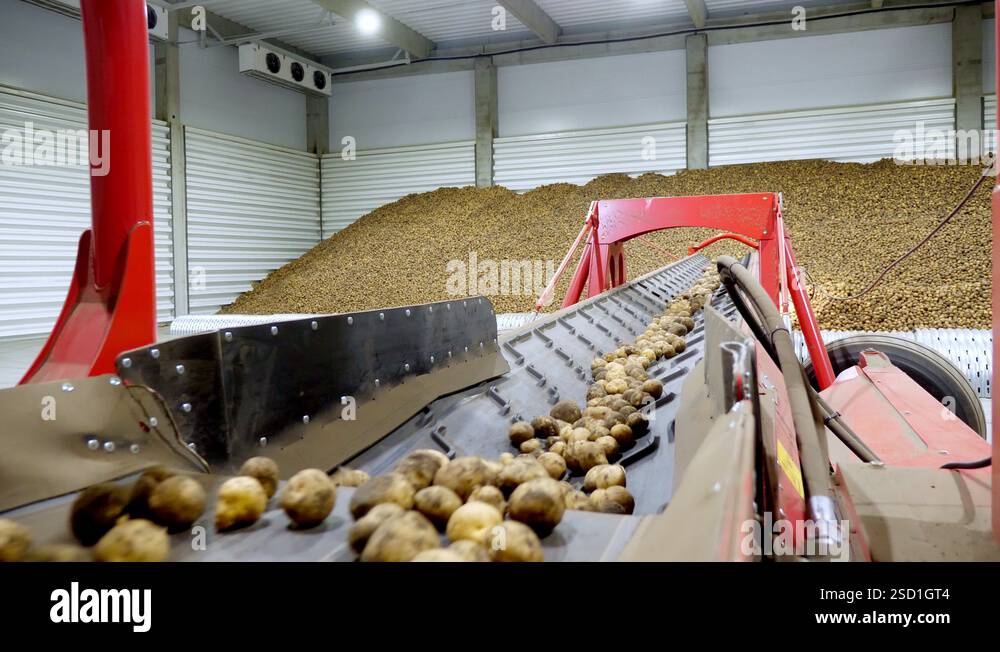 close-up, Potatoes move on special conveyor machinery belt and fit into ...