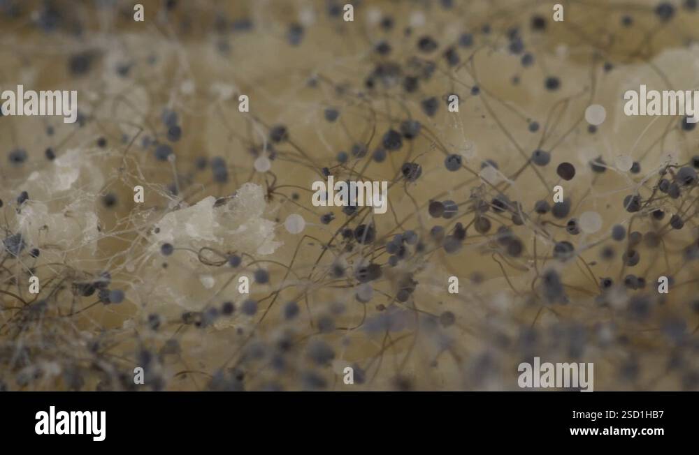 The fuzzy parts of mold you see on bread are colonies of spores Stock ...