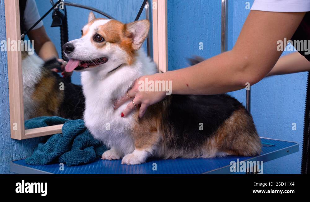 A handsome welsh corgi pembroke getting his fur dried with a blower at ...