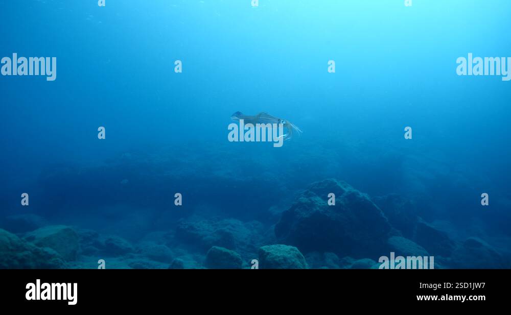 Squid cuttlefish underwater change color camouflage calamari Loligo ...