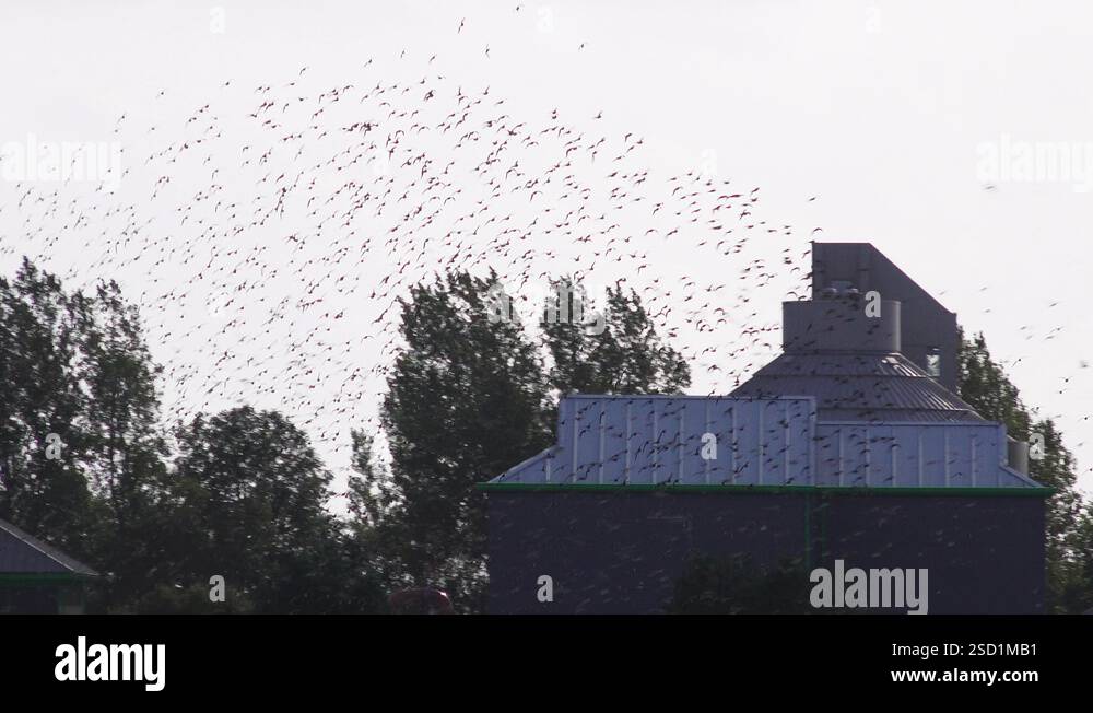 Wading birds in large numbers black birds flying swarming winter wonder ...