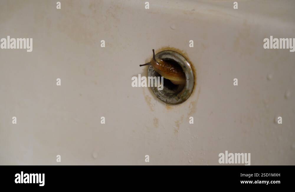 Scary brown slug climbs out of a rusty metal drain hole. Horror and ...