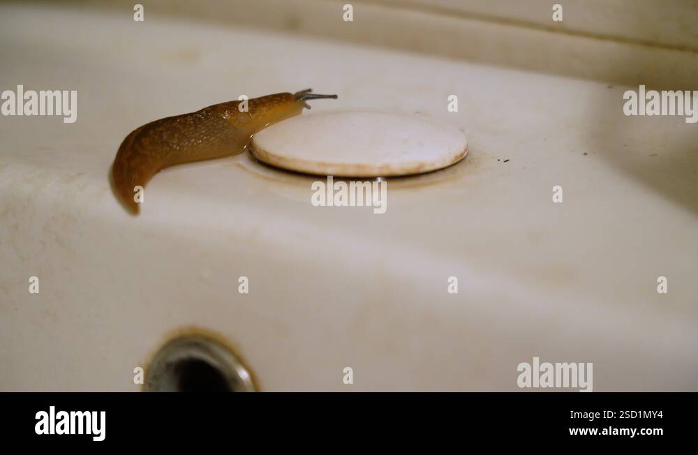 A vile scary brown slug moves along a rusty white sink in the bathroom ...
