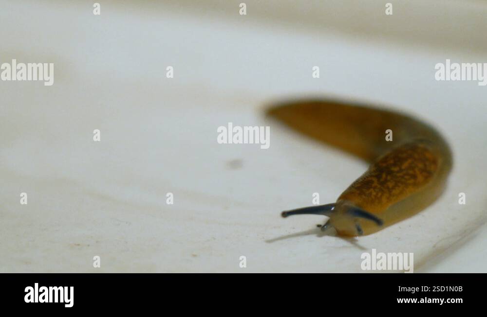 Scary brown slug moves along a rusty white sink. The concept of fear ...