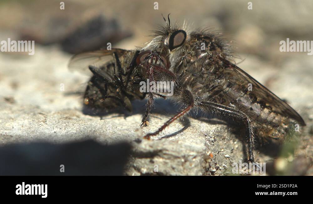 Asilidae, assassin flies. Shaggy young robber fly caught big fly for ...