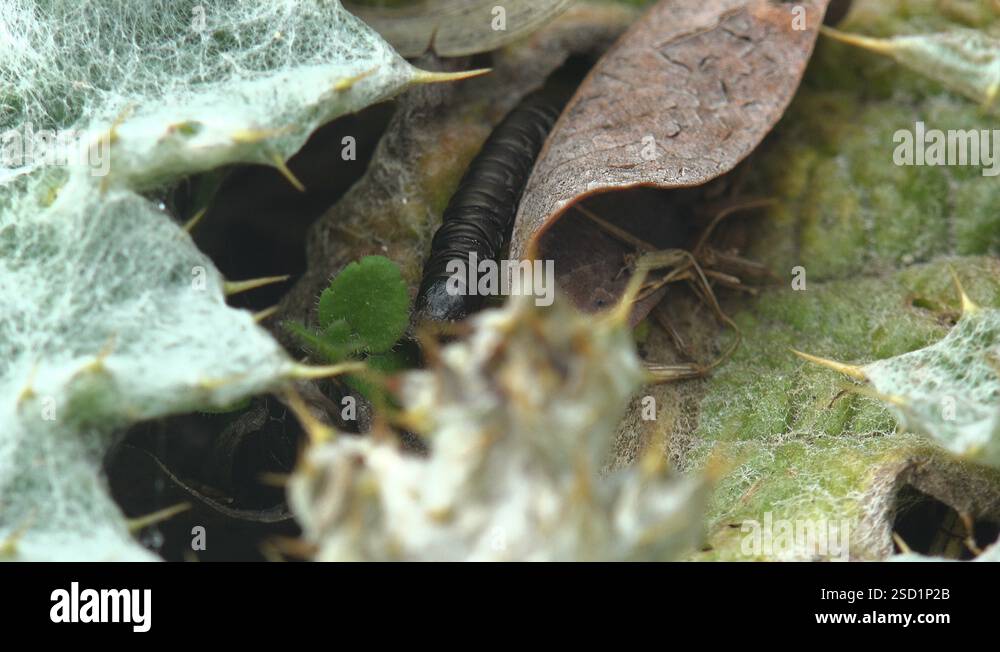 Arctium is genus of biennial plants commonly known as burdock, family ...