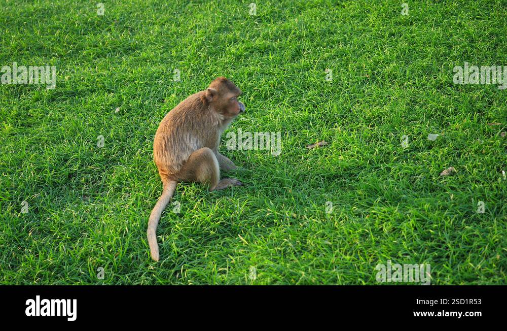 Monkeys that live in the Phra Prang Sam Yot Famous tourist, Landmark ...
