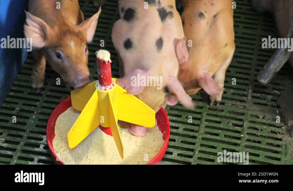 Small pigs close up eating food from a plastic feeder. Pigs eating from ...