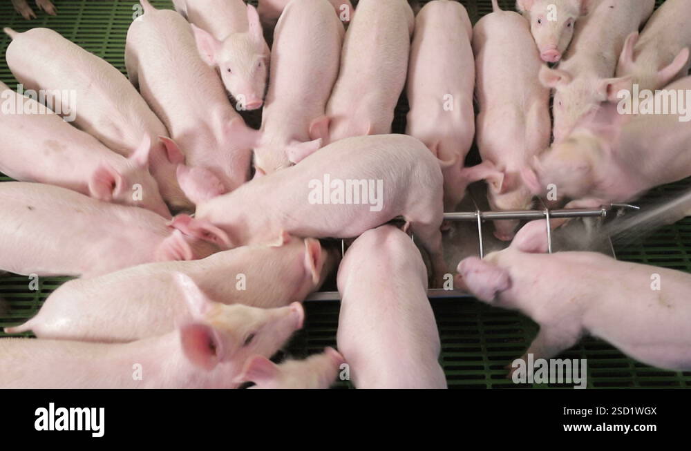 Pigs eat food by pushing each other on a pig farm. Pigs eating from a ...