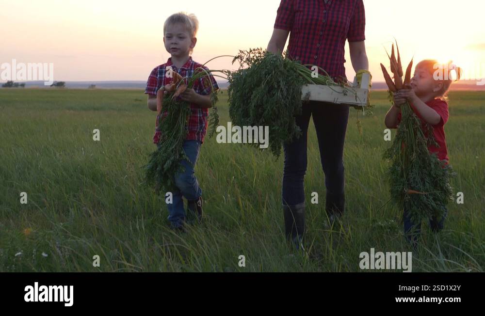 Happy family. Harvest team work. Family in a field at sunset harvests ...