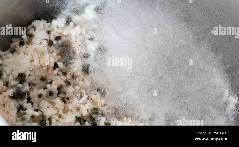 Moldy food. Old food with toxic mold or mould with plenty colored ...