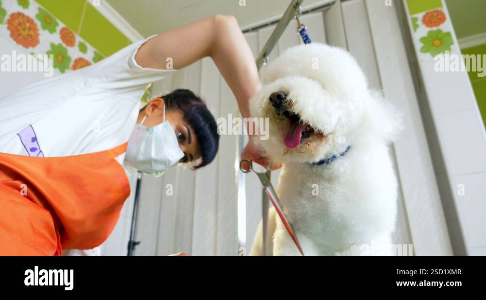 Dog grooming in salon. Professional dog groomer. Beautiful young woman ...