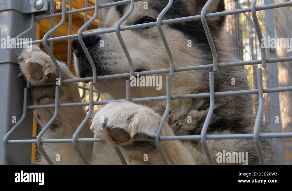 The Malamute stands on its hind legs Stock Video Footage - Alamy