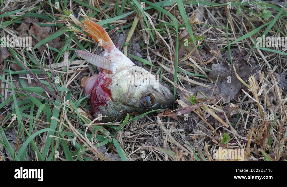 9 in 1 Single head of a raw fish cut off and left on grass background ...