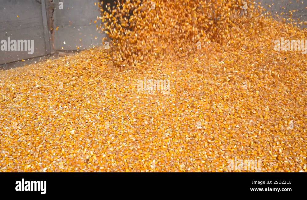 Corn Falling from Combine Auger into Grain Cart in Slow Motion Stock ...