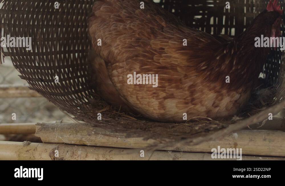 The hens are hatching eggs in the rural chicken farms Stock Video ...