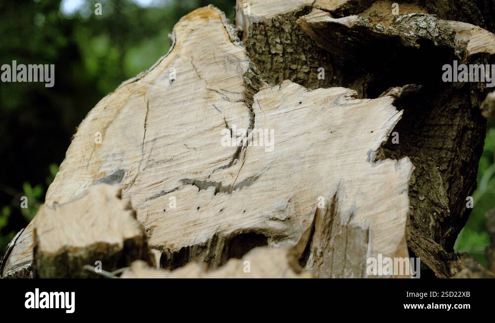 Wooden slab from a thick flat piece of the olive tree. Greece. 4K Stock ...