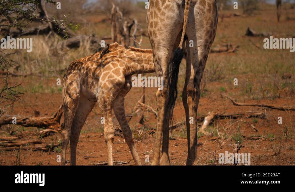 Baby giraffe with oxpeckers drinks milk from mom Stock Video Footage ...