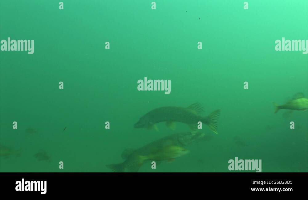 Underwater World: Pike at lake Oerkhaus, Hilden, Germany Stock Video ...