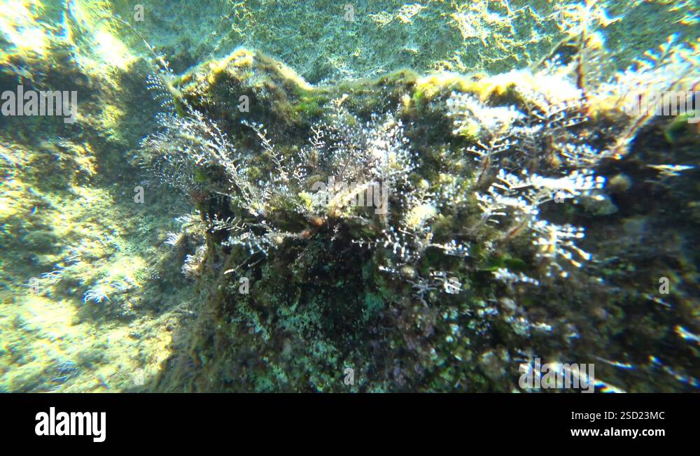 Hand touching rock and sea plants underwater 2 Stock Video Footage - Alamy