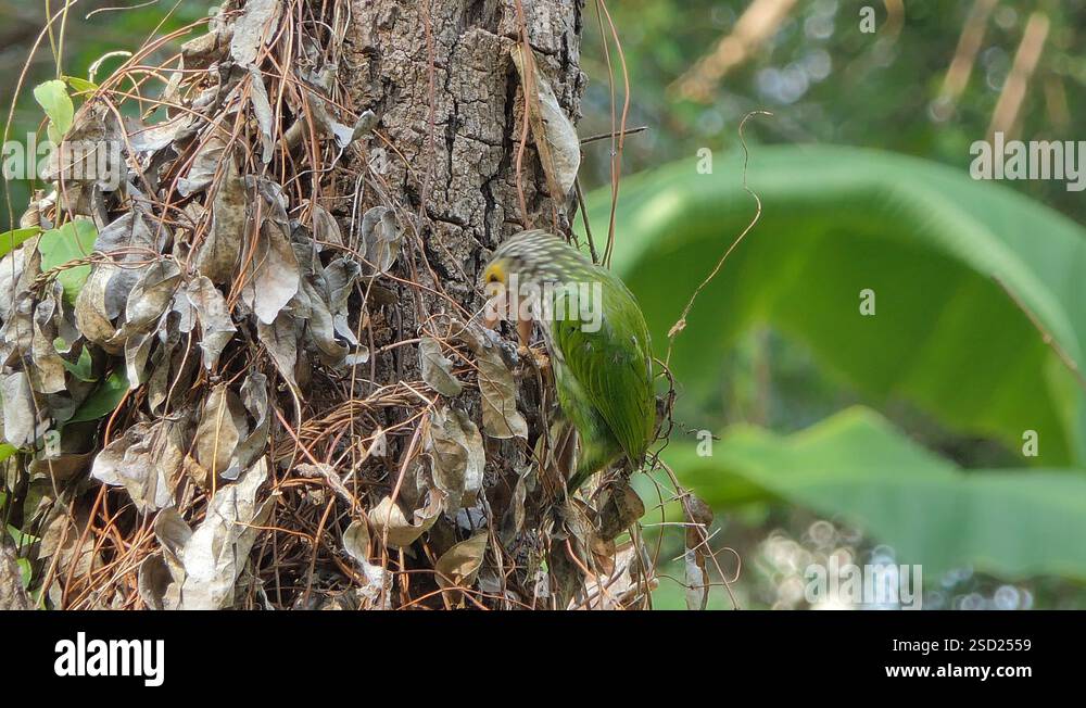 Lineated Barbet in tropical rain forest Stock Video Footage - Alamy