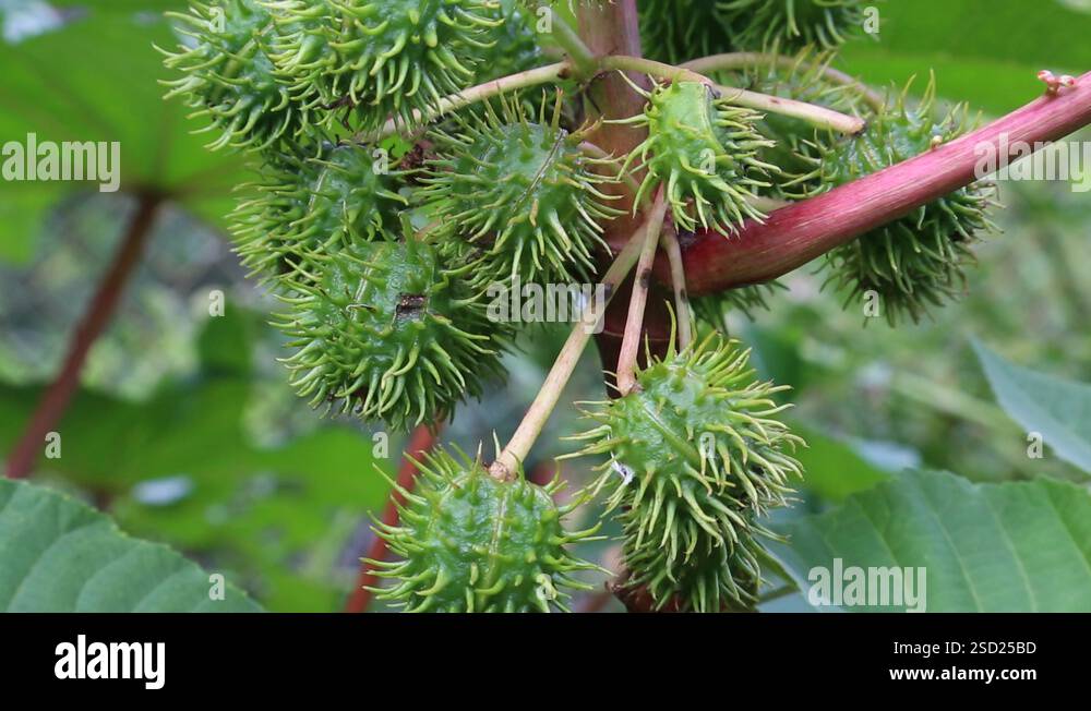 Castor tree or ricinus ricinus communis Stock Videos & Footage - HD and ...