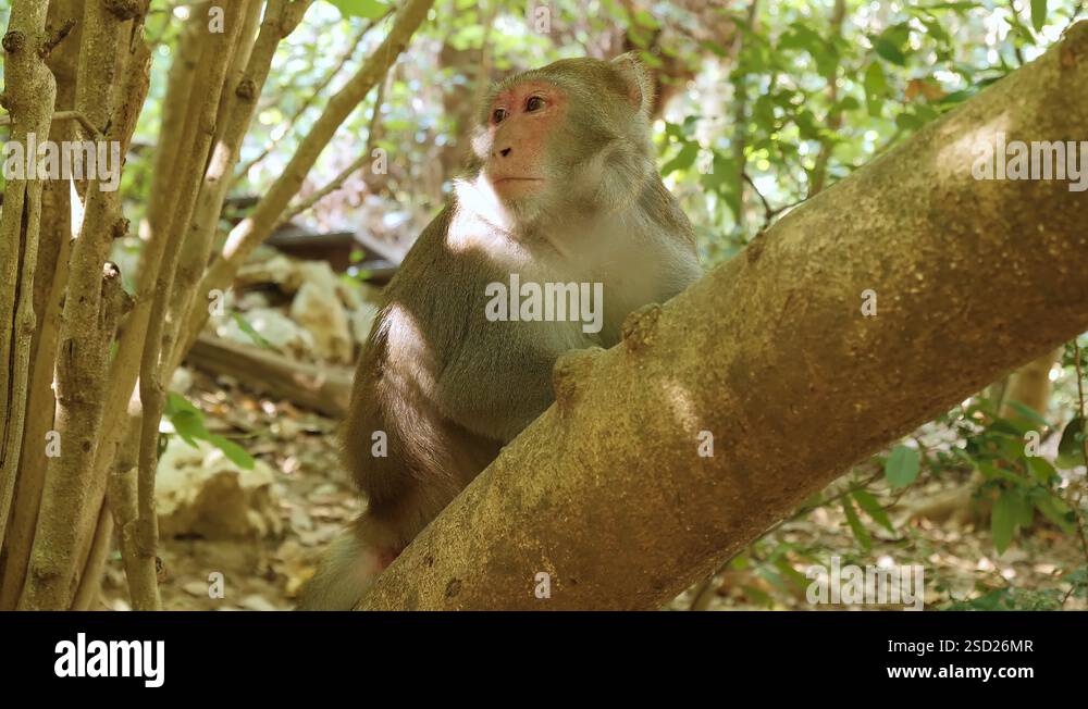 Wild formosan rock macaque (Macaca cyclopis) or Taiwanese macaque ...