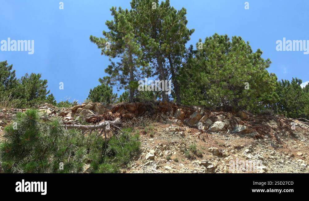 Trees on the edge of slope keep on growing after falling Stock Video ...