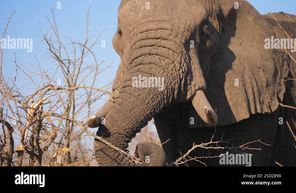 Tusk tree Stock Videos & Footage - HD and 4K Video Clips - Alamy