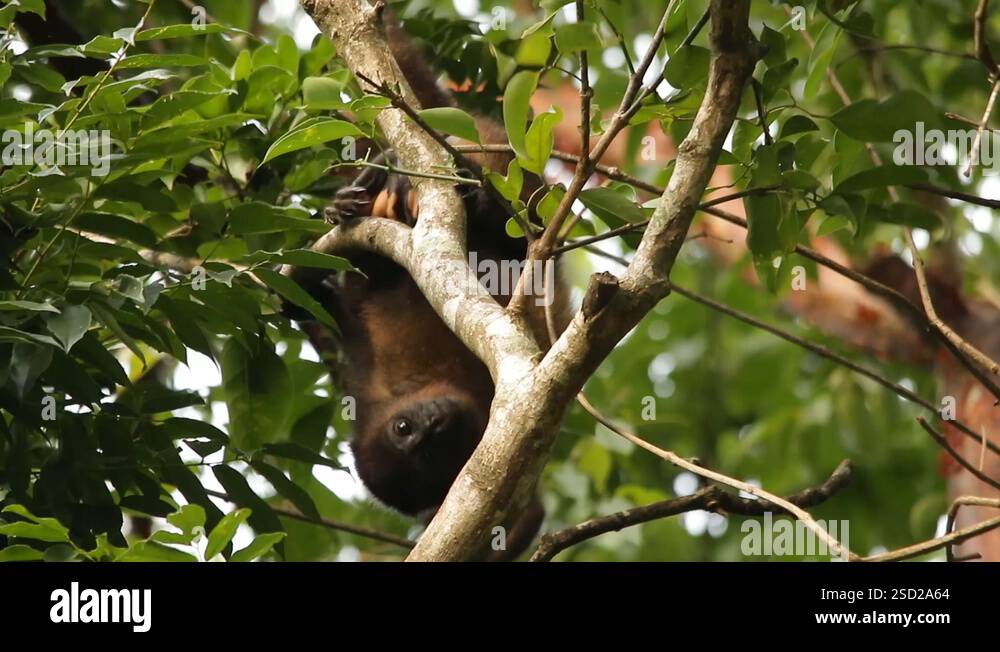 Mexican howler monkey (Alouatta palliata mexicana Stock Video Footage ...