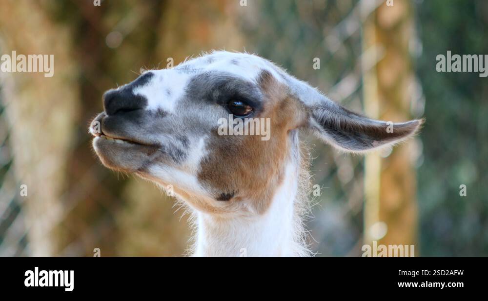 Alpaca Eating Hay, Llama - animal talking Stock Video Footage - Alamy
