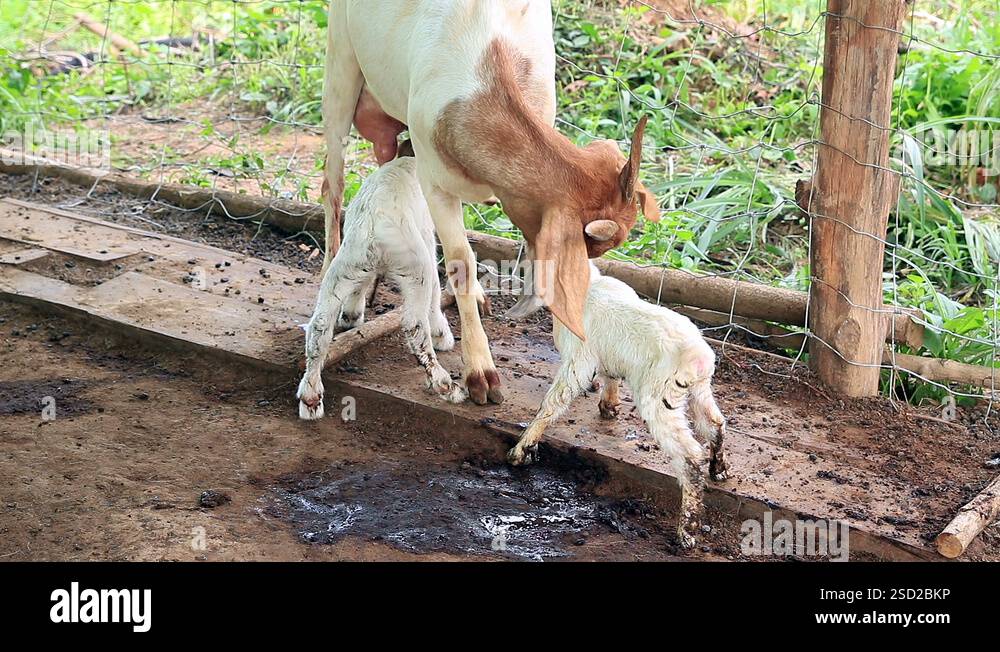 Goat24 Stock Video Footage - Alamy