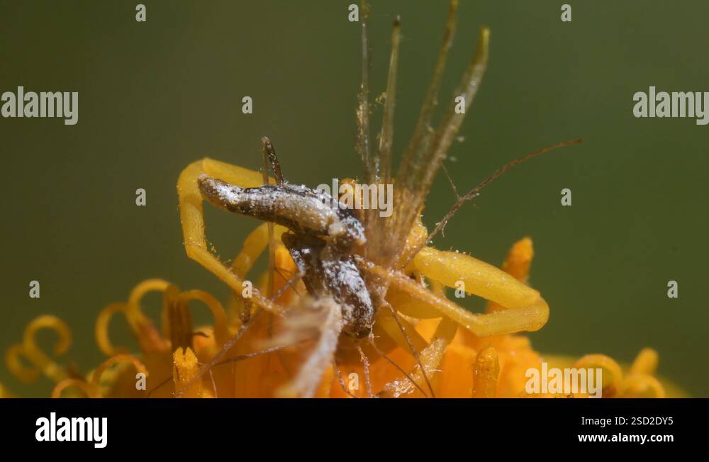 crab spider preys butterfly, Alucita pentadactyla and Thomisus Stock ...
