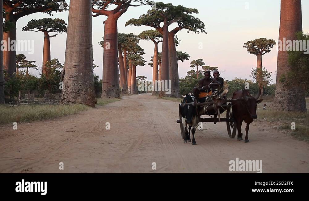 Cart with bulls and local people moves along the famous Baobab Alley ...