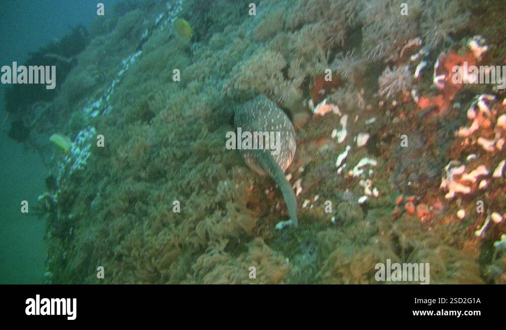 Starry puffer,Arothron stellatus on a reef in the Philippines Stock ...