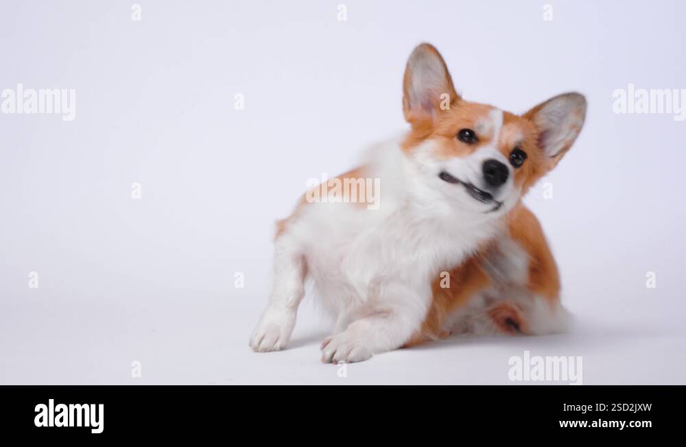 Cute red and white corgi actively itches itself with back paw on the ...