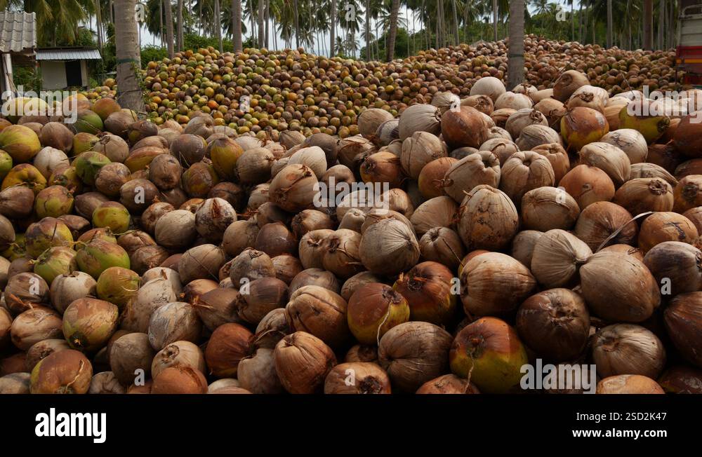 Coconut farm with nuts ready for oil and pulp production. Large piles ...