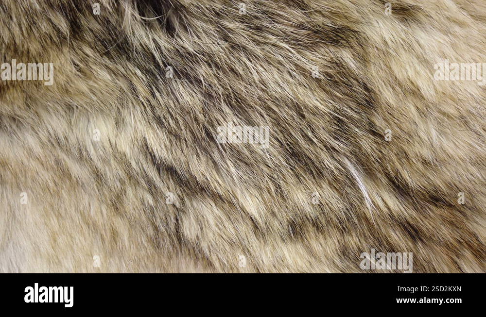 wool and pelt of the gray wolf Stock Video Footage - Alamy