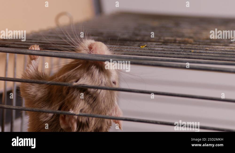Ungraded: Mongolian Gerbil (Meriones Unguiculatus) Grinds Its Teeth ...